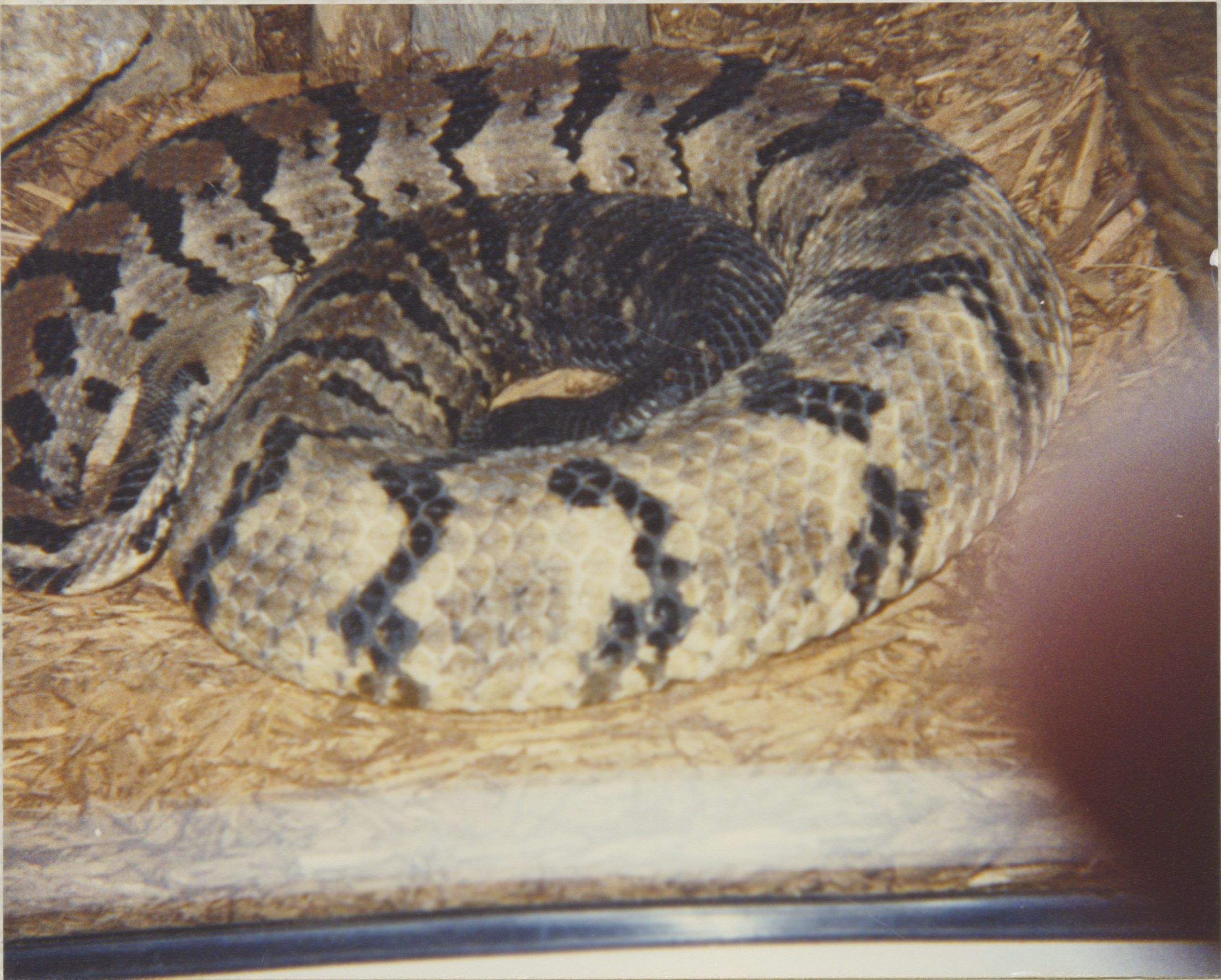 Snake at Tulsa Zoo – Wilson Family Album