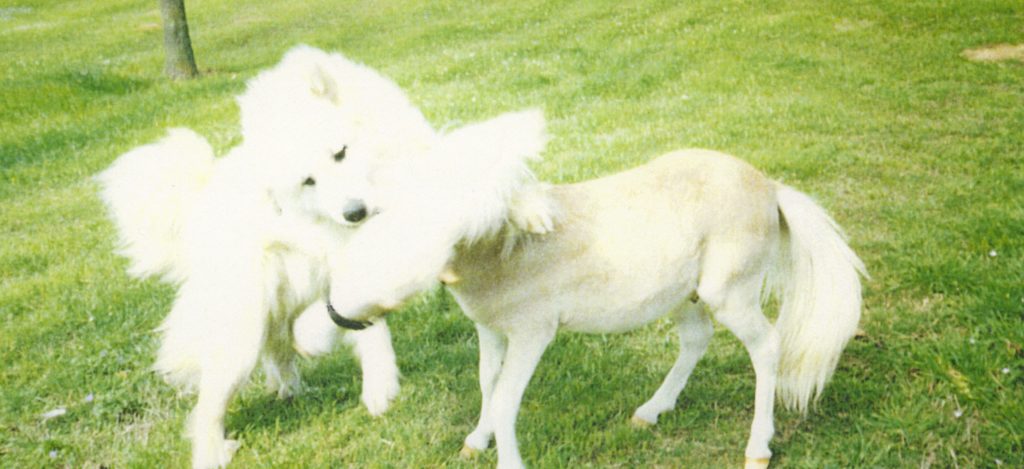 Little stallion – 1 year old – Wilson Family Album