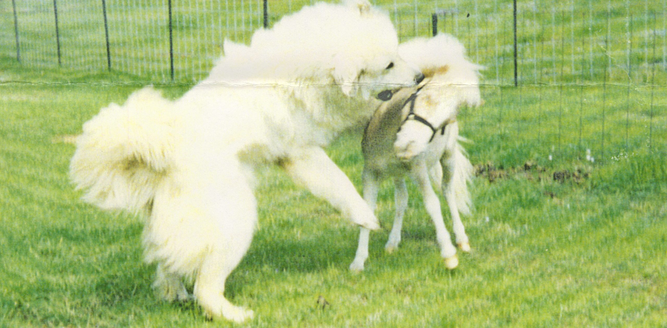 Little stallion – 1 year old – Wilson Family Album