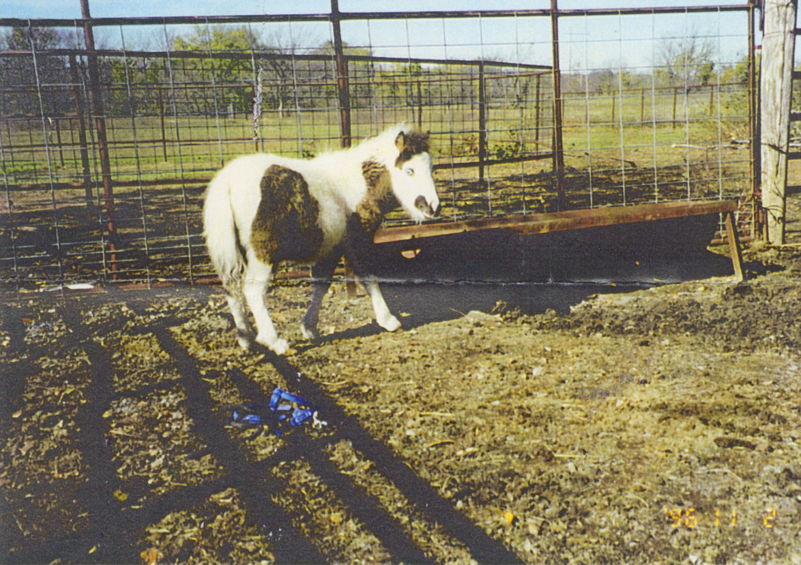 Little Stallion – Wilson Family Album